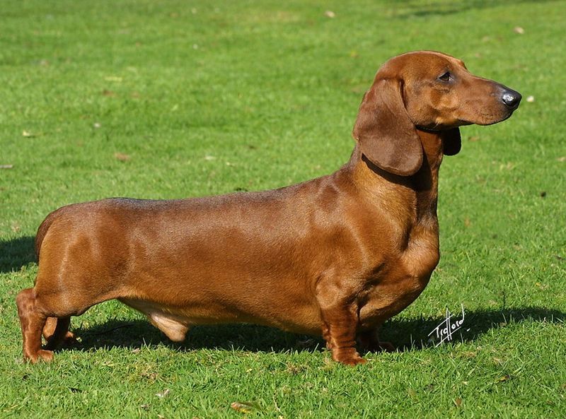People say "small dogs are easier" – these 10 breeds prove that's not ...