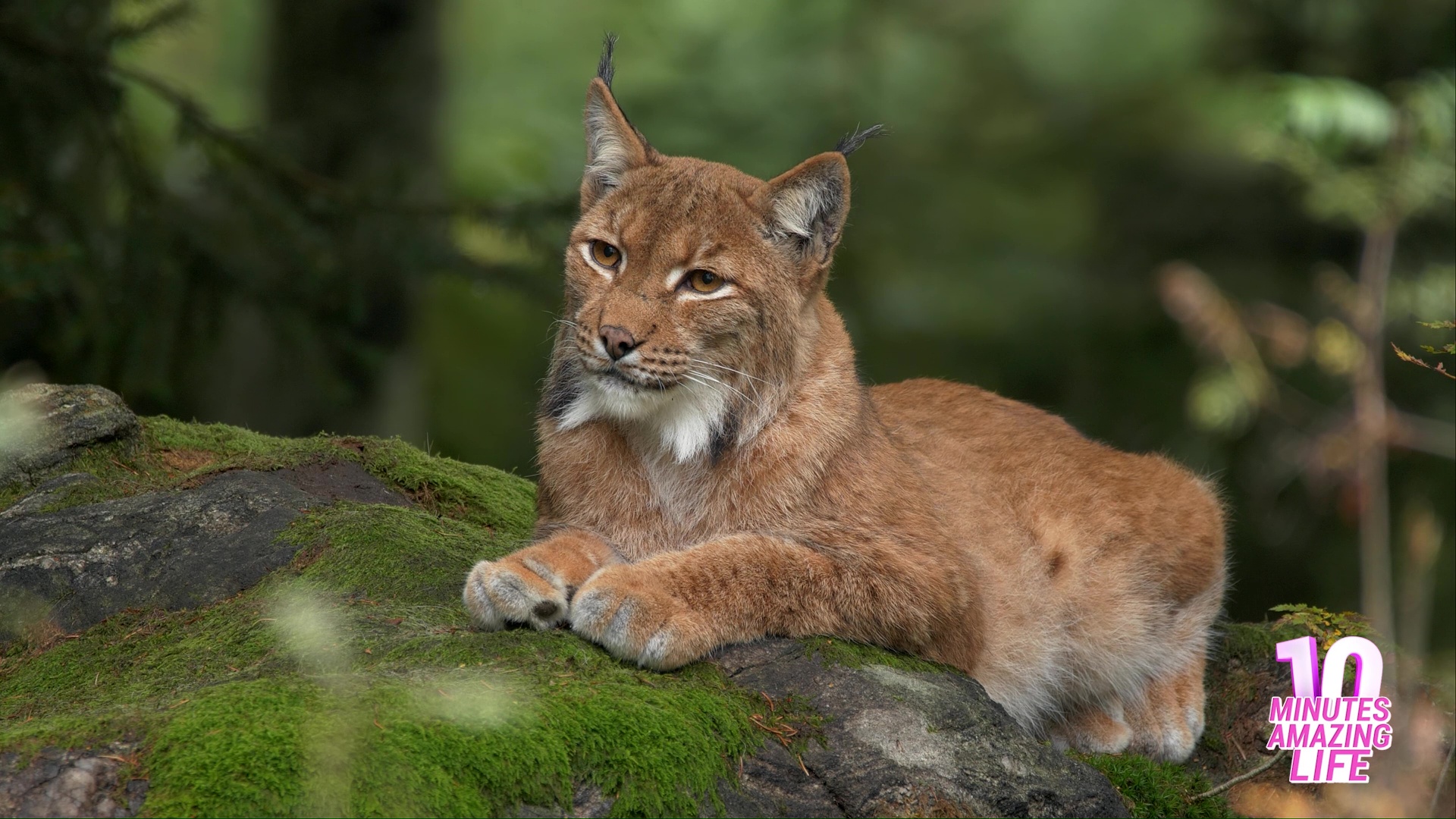 I filmed a lynx lying calmly