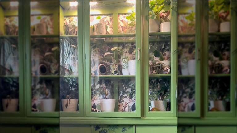 Maximize indoor plant storage by turning an old china cabinet into ...