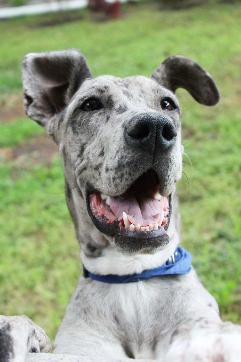 Dog breeds with growth rates that surprise first-time owners