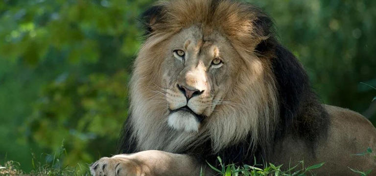 Iran protesters revive lion flag as resistance symbol