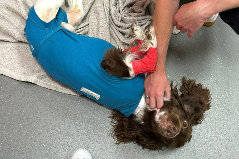 Dog with stick poking out of stomach rushed to Birmingham hospital and ...