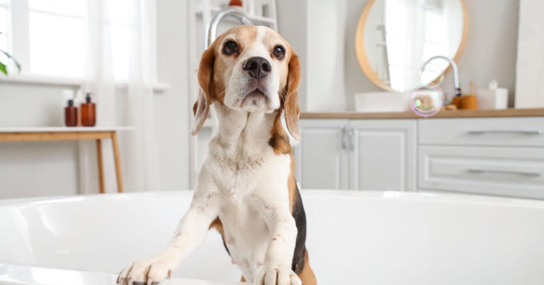 Researchers are studying dogs to see if they could learn to talk, and ...