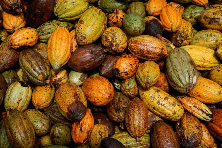 Flowers bloom on cocoa trees ahead of Ivory Coast's mid-crop season