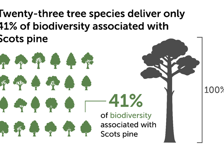 Study reveals importance of protecting the UK’s Scots pine woodland ...