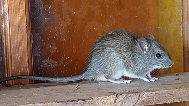 The mice deterrent that could land you in a world of trouble