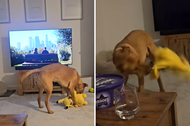 Owner films puppy playtime—accidentally captures unexpected side effect
