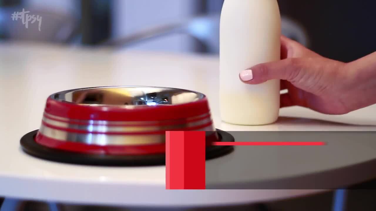 This one simple tip can make life much easier for new cat owners