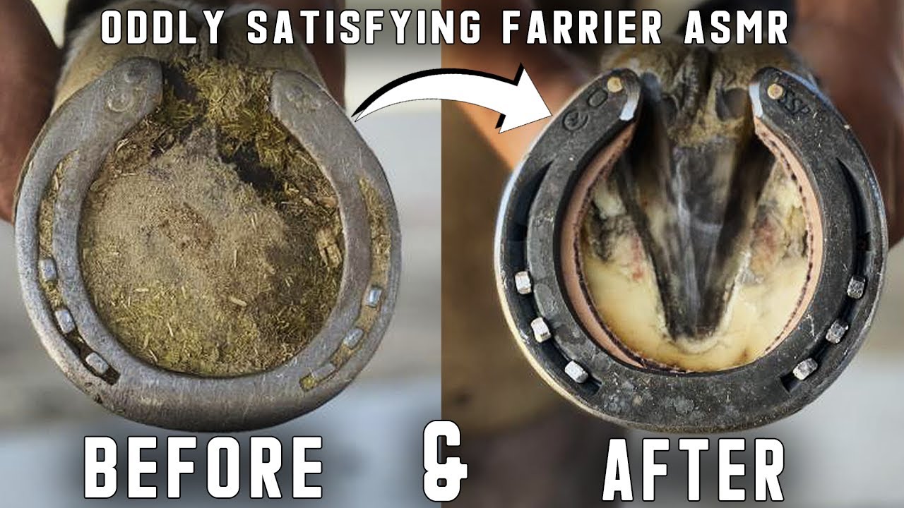 Full hoof restoration with rim pad – farrier ASMR | oddly satisfying