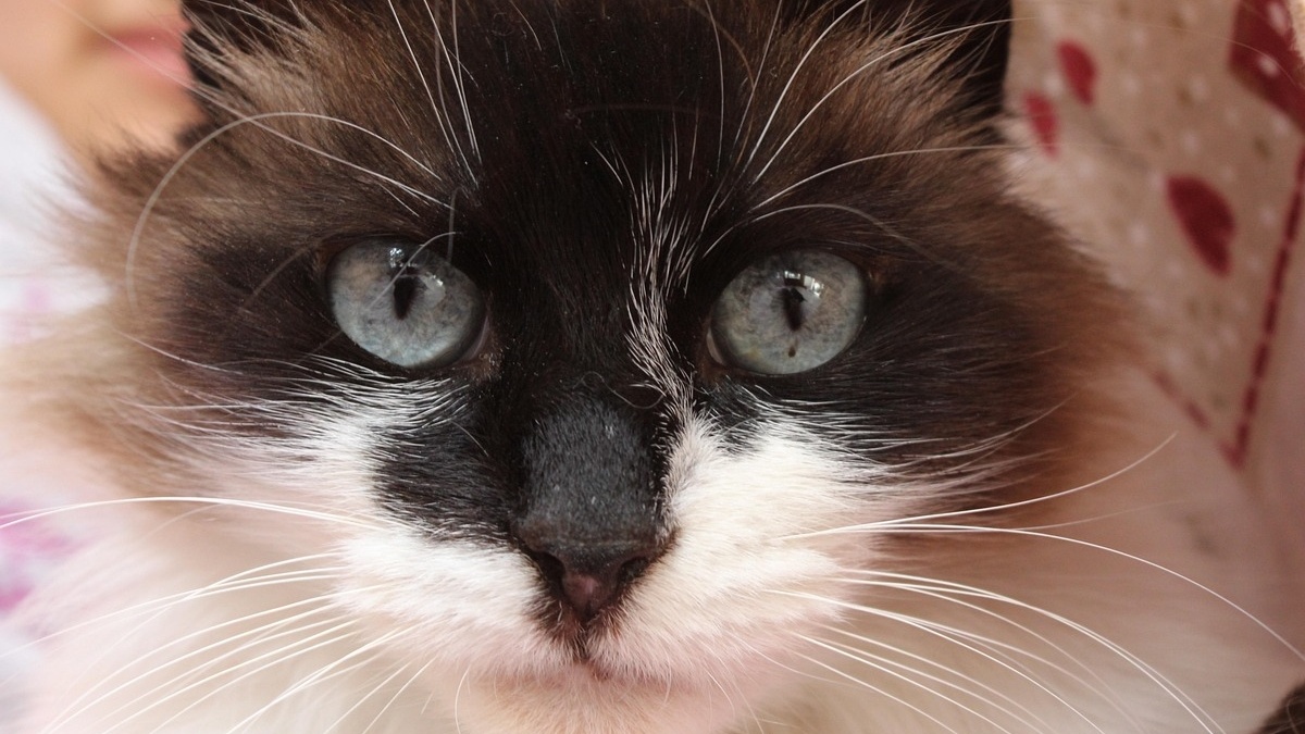 These 9 behaviors prove your cat is completely happy at home (and lacks ...