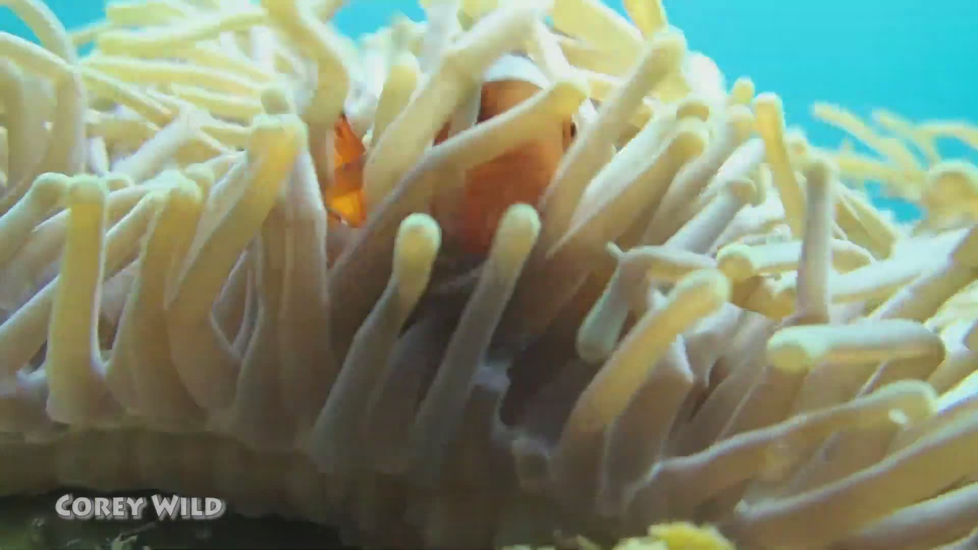 Clownfish living protected in sea anemones