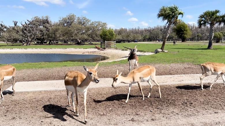 The hidden Florida gem that's a wildlife lover's dream vacation