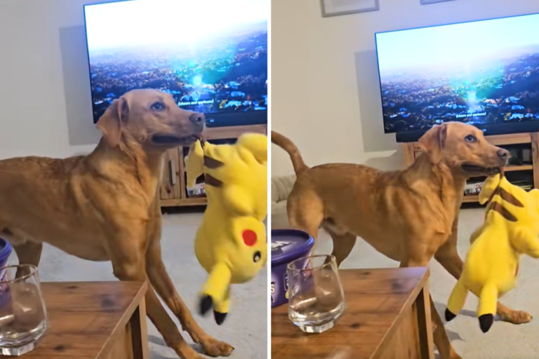 Owner films puppy playtime—accidentally captures unexpected side effect