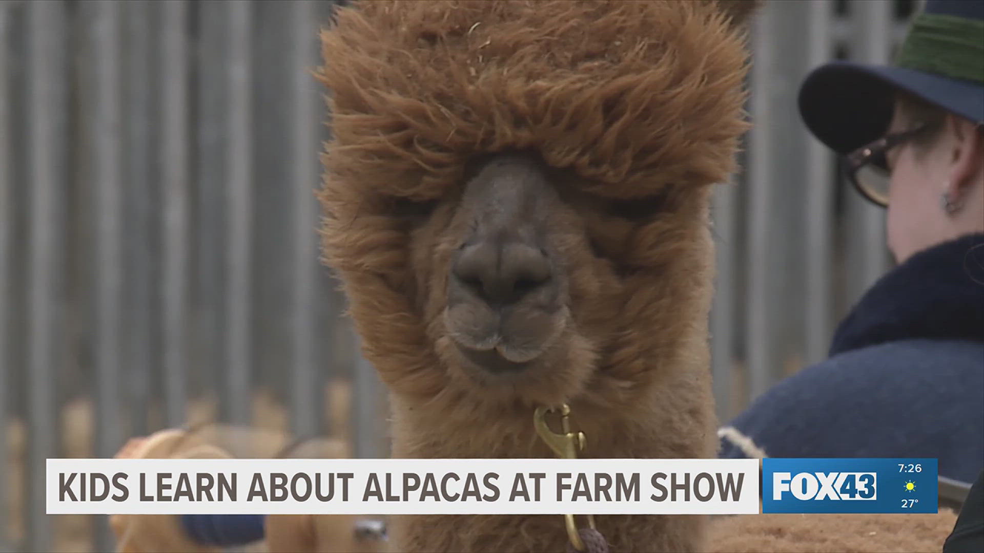 Kids learn about alpacas at farm show