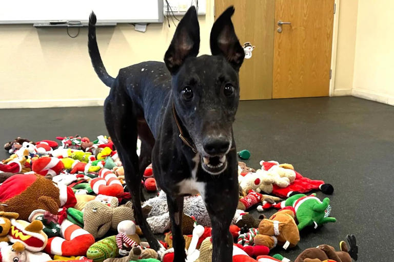 Dogs Trust: 10 loving pups seeking homes in Sussex