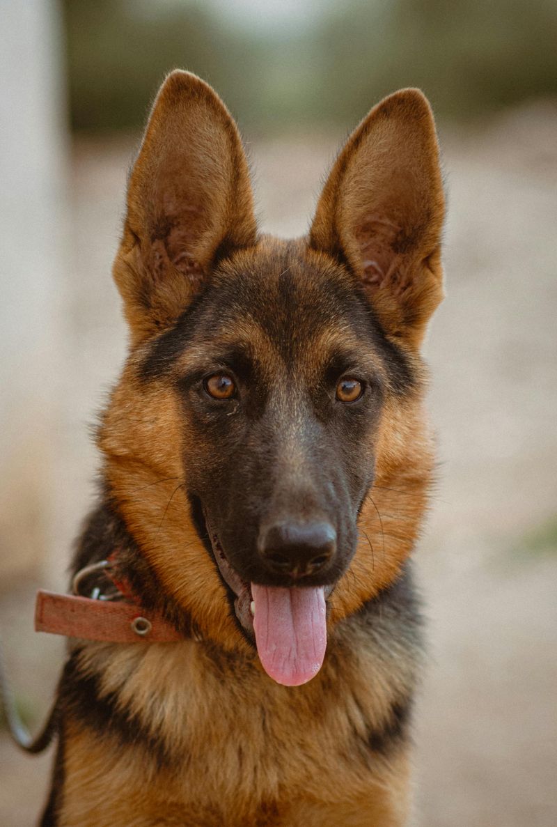9 of the best watchdog breeds for people who want a dog that alerts fast