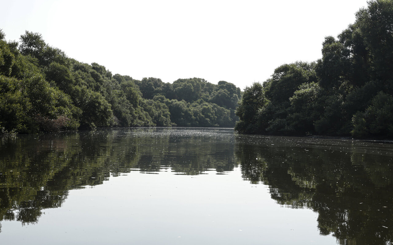 Mangroves in oil-rich Arabian Gulf face serious threat despite ...