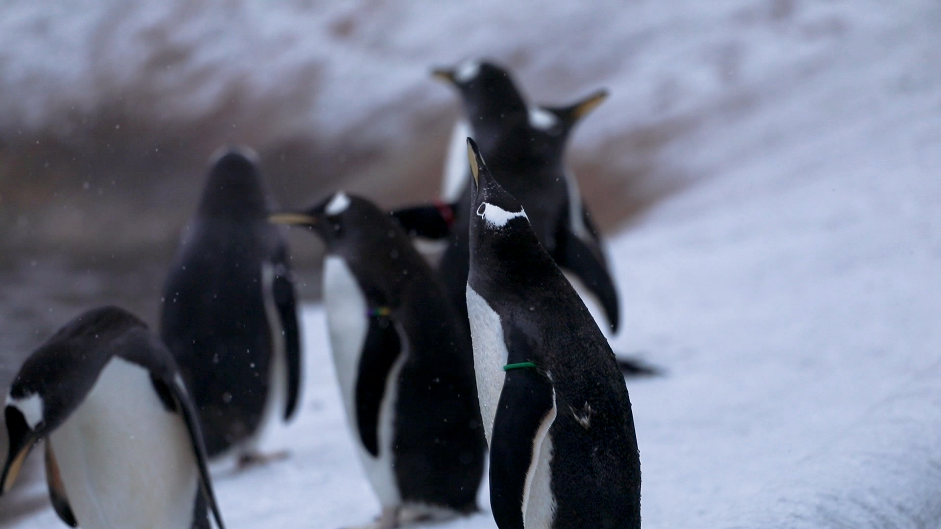 RAW VIDEO: Just like home! Edinburgh Zoo's penguins play in UK snow