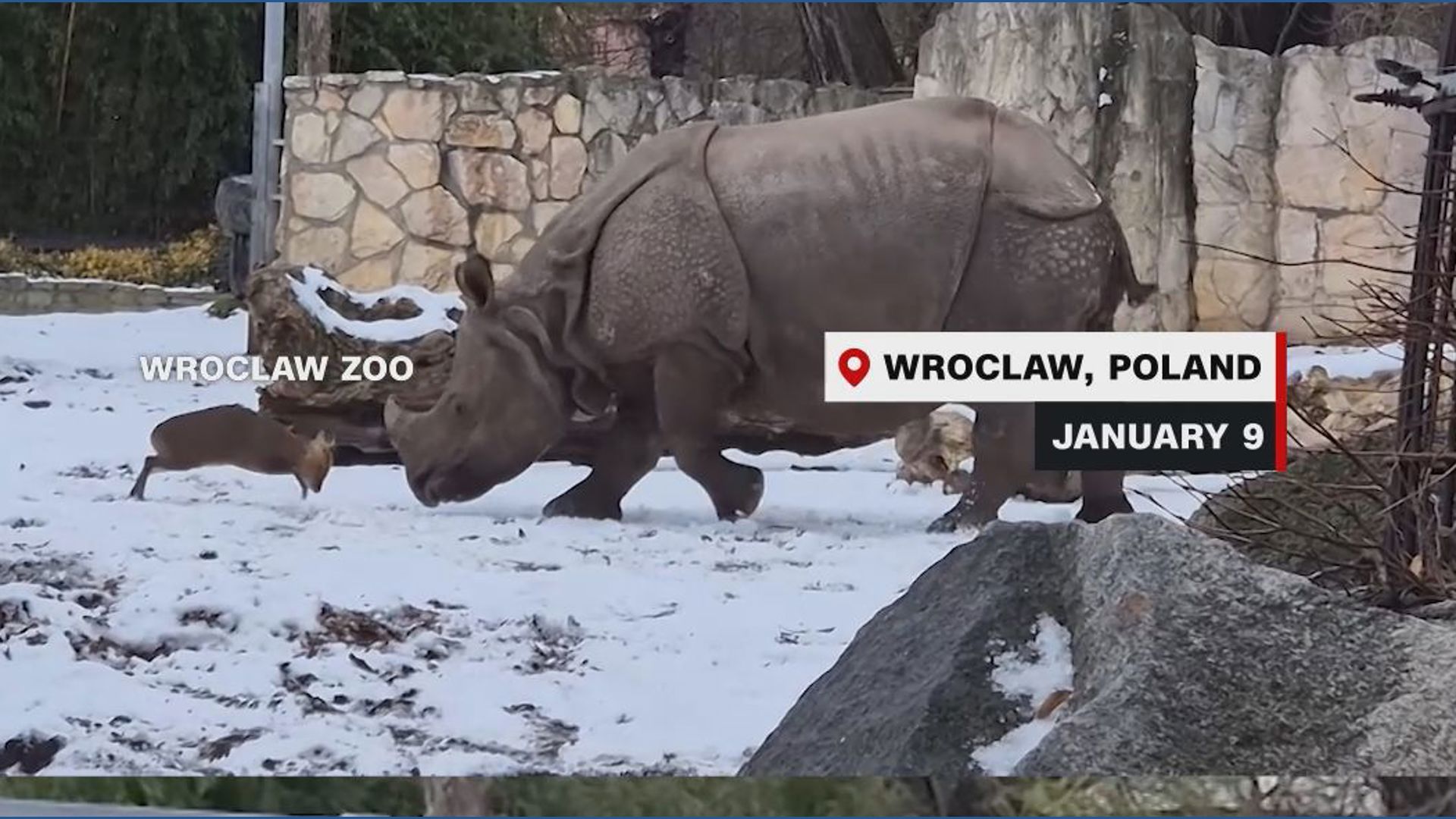 Deer spars with rhino at Polish zoo