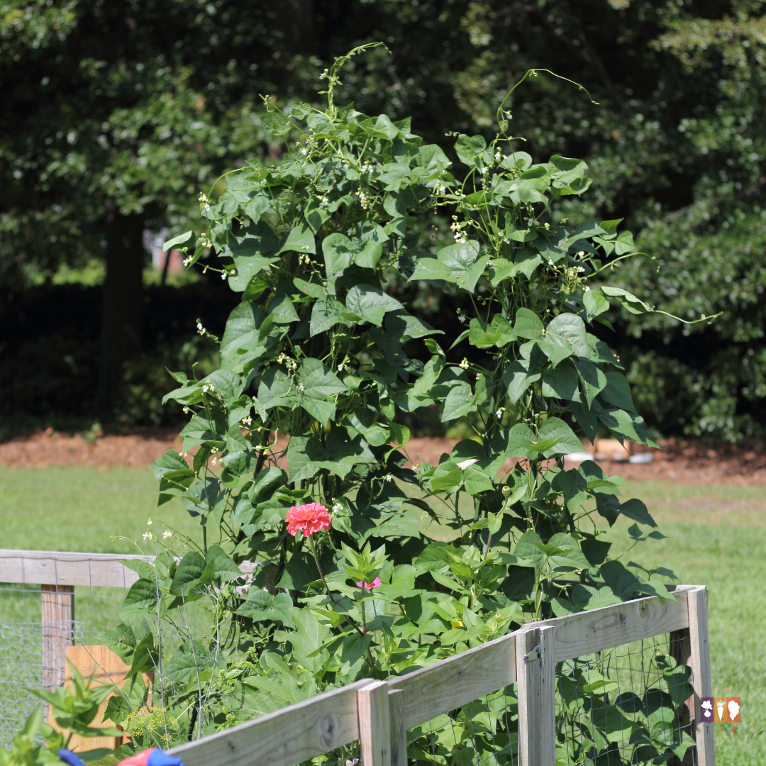 10 vertical gardening methods to try (DIY and store-bought)