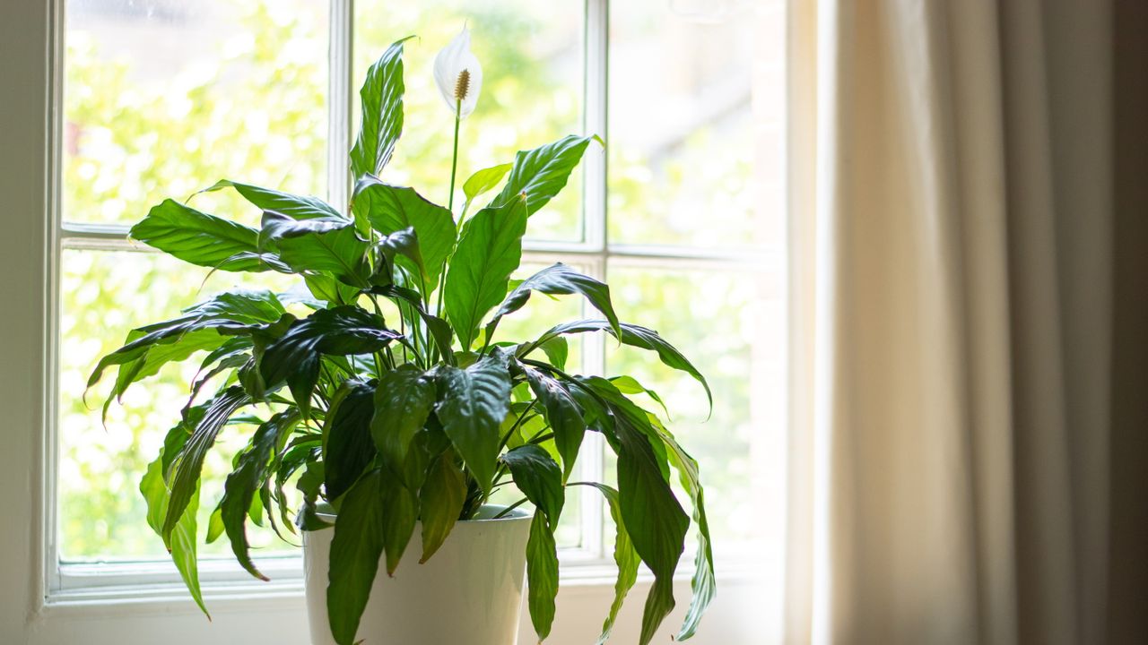 Want a fresher feeling home? Get yourself a peace lily, say scientists