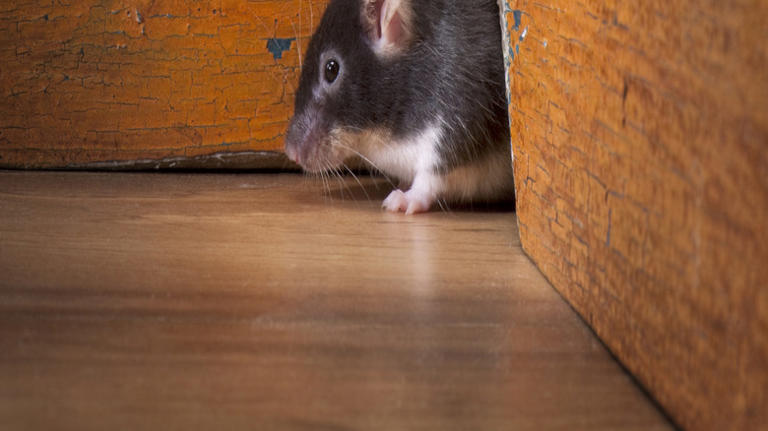 Mice in your bedroom? Proper linen storage can make or break your problem