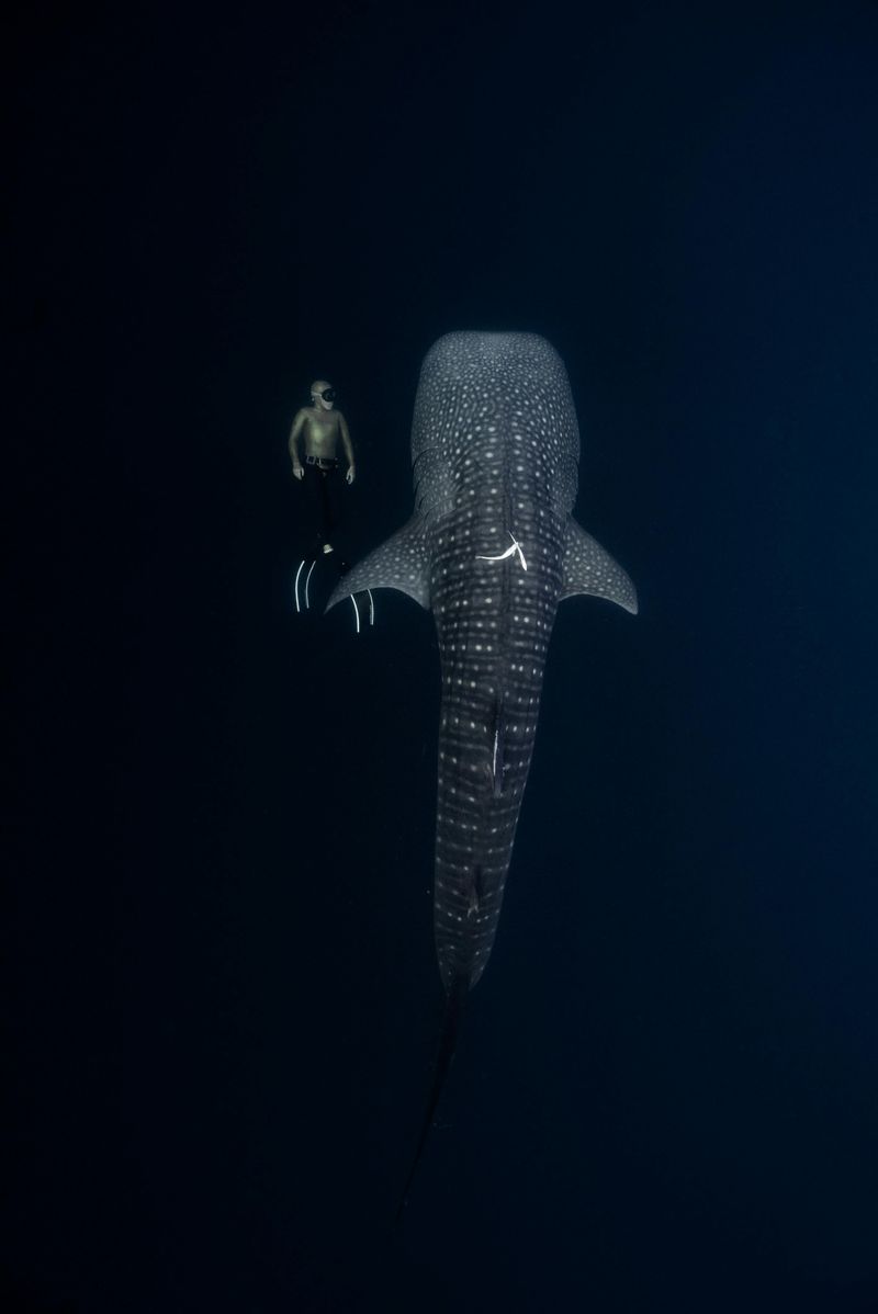 9 most common shark myths that you shouldn’t believe