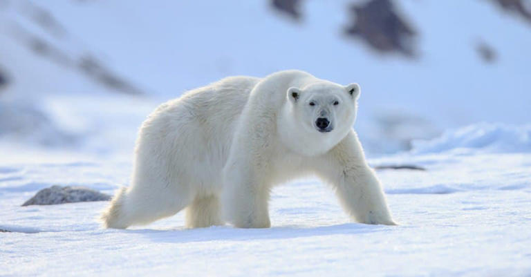 A giant pumpkin is the perfect treat for a polar bear