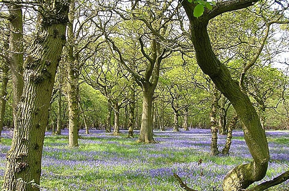 Microplastics found in rural woodland at higher levels than in city centers