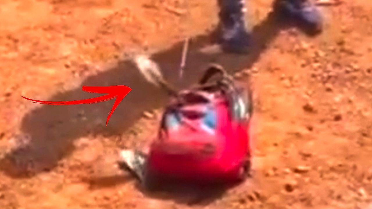 Big cobra found hidden inside young student's schoolbag in India