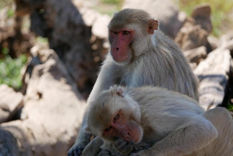 Study finds homosexuality surprisingly common among primates