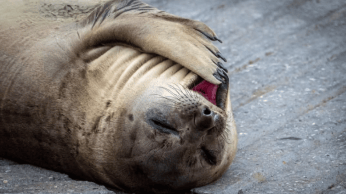 Francisca, la elefanta marina de Piriápolis cumplió tres meses, conocé ...