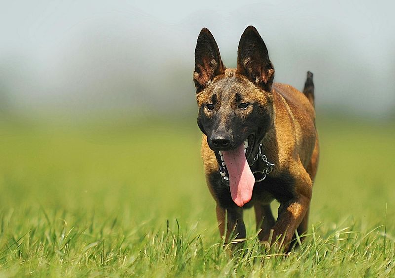 High energy isn't a warning – 10 breeds that thrive when you actually ...