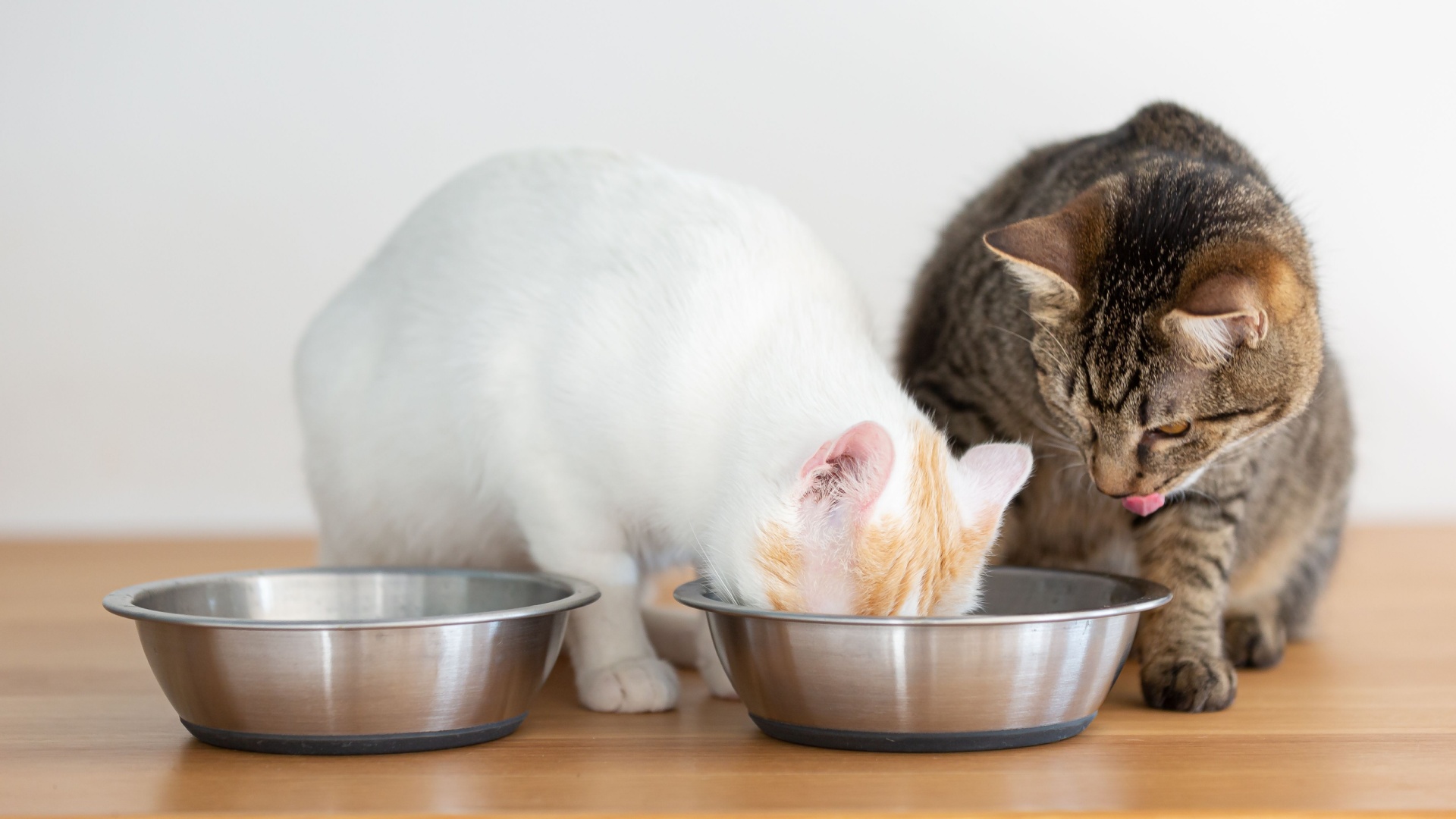 9 reasons why getting a second cat is not always a good idea