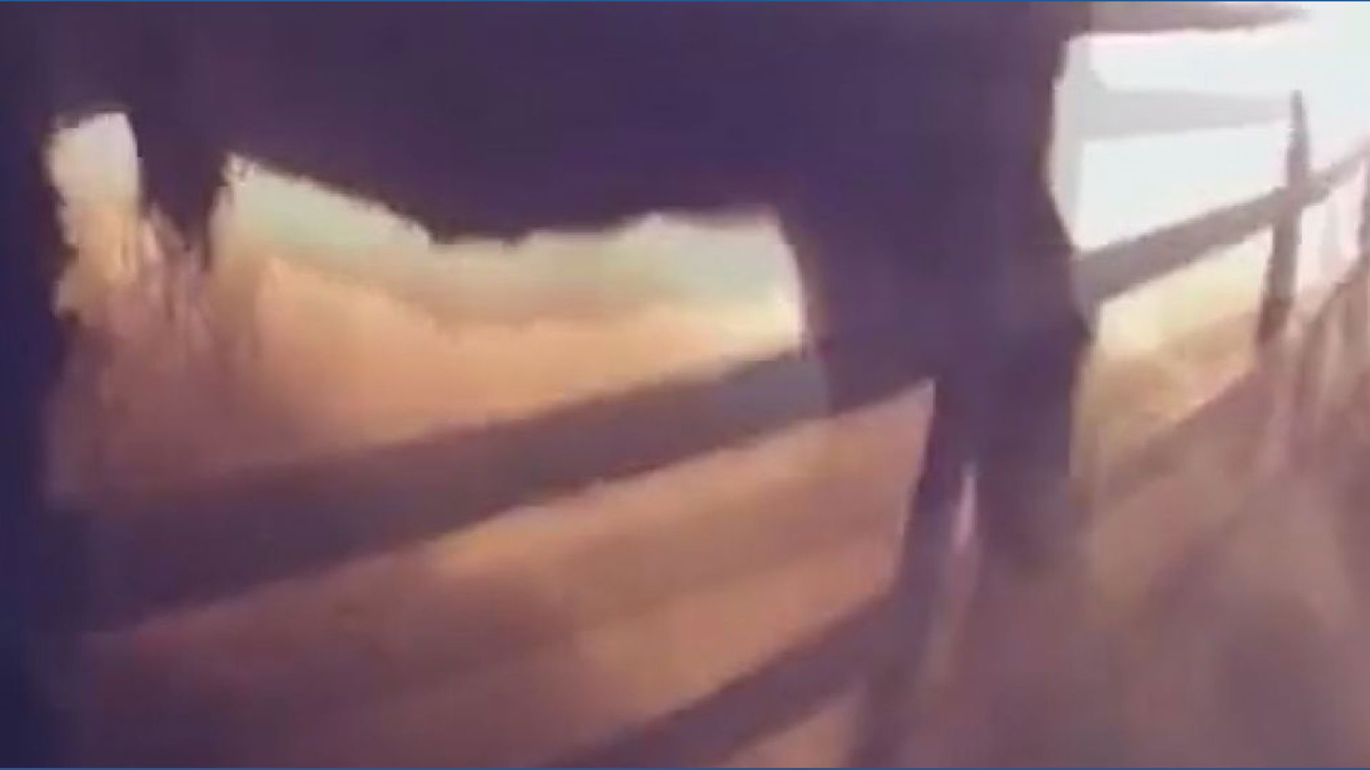 Cows rescued from burning building by police in New York