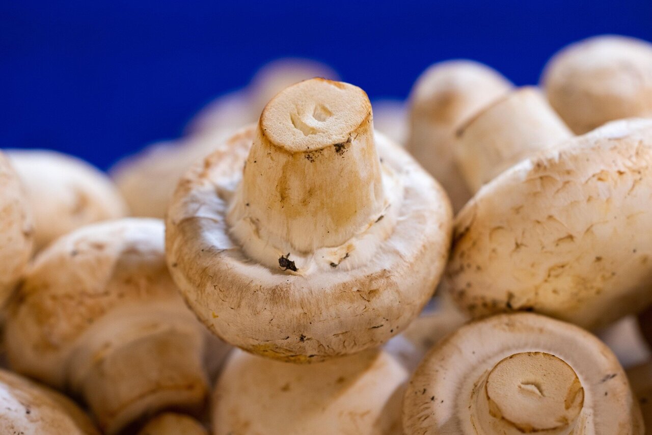 Genomic study uncovers button mushroom's evolutionary and domestication ...