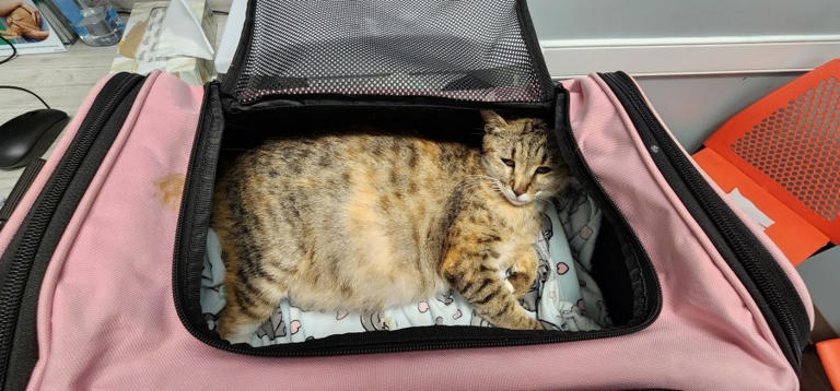 Hope for Life Rescue seeks donations for pregnant cat’s care