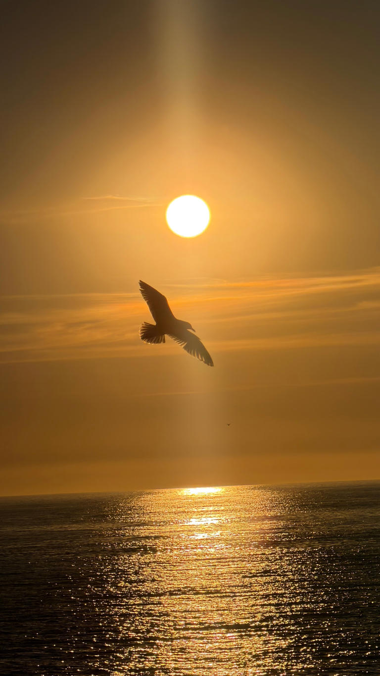 Flying high over Aliso Beach: Photo of the day