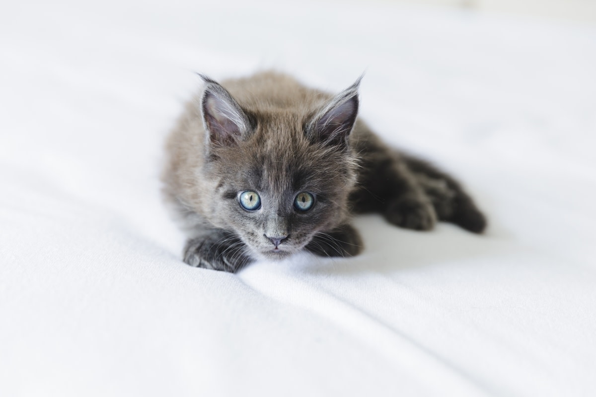 Maine coon kittens go full 'stranger danger mode' meeting dad for the ...