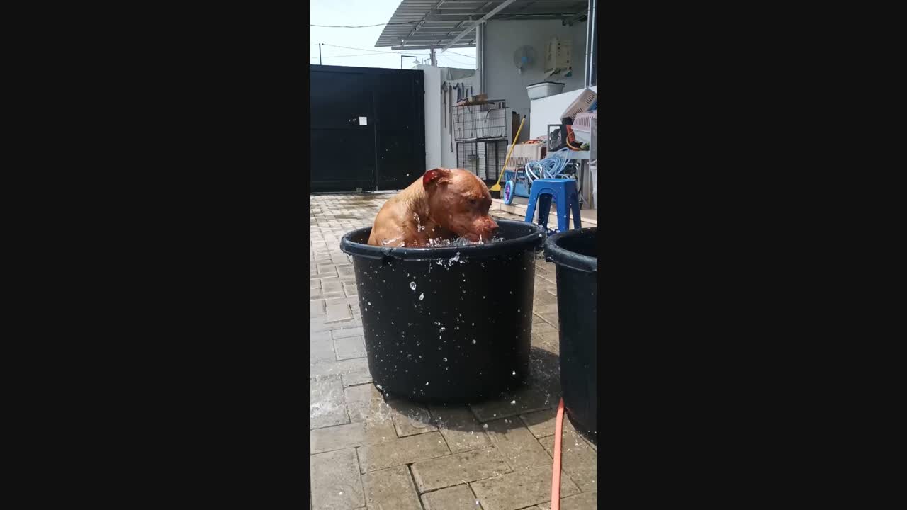 Rescued pupper takes a bath