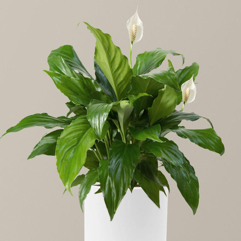 Want a fresher feeling home? Get yourself a peace lily, say scientists