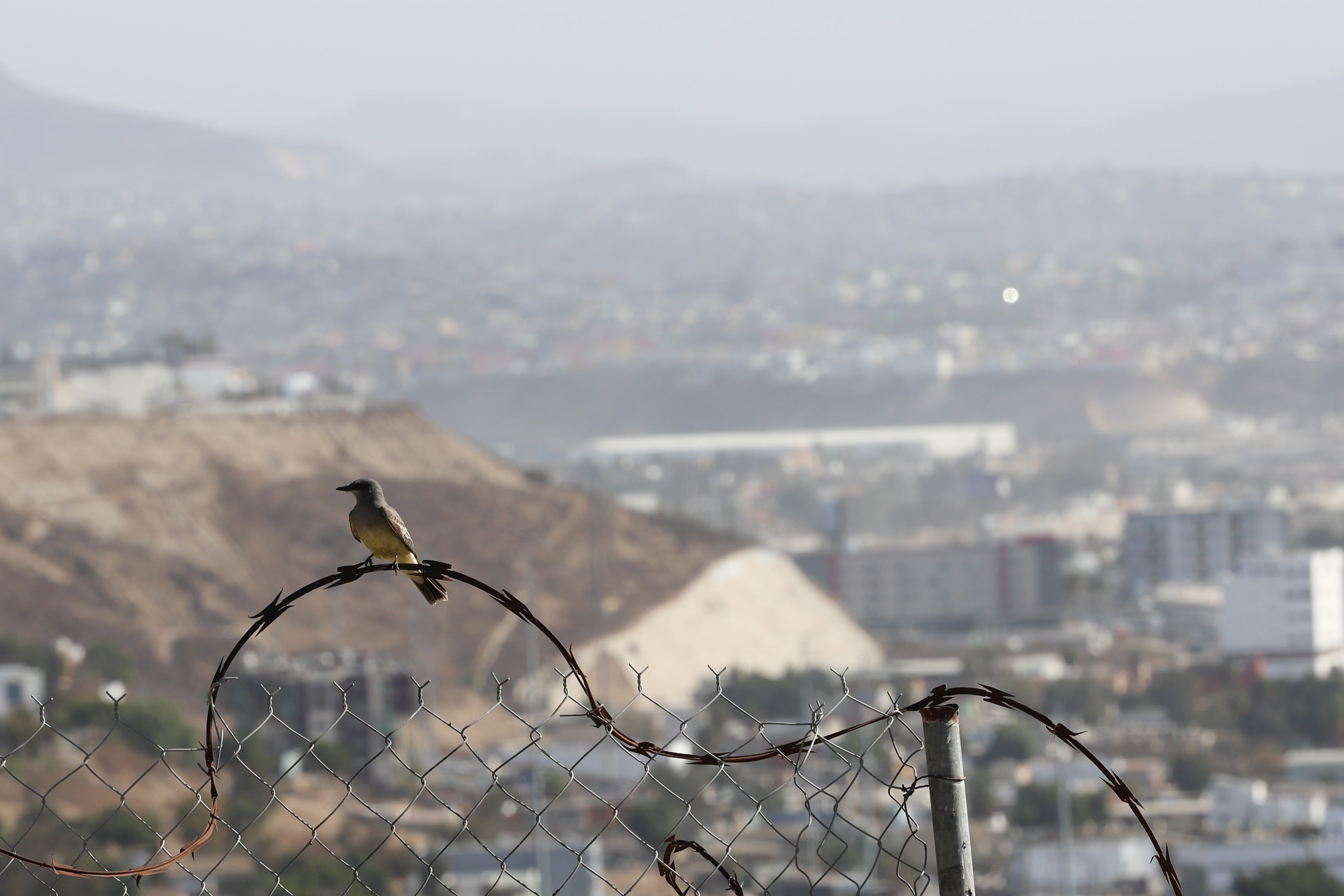 Vientos fuertes provocan caída de árboles y evacuaciones en la zona ...