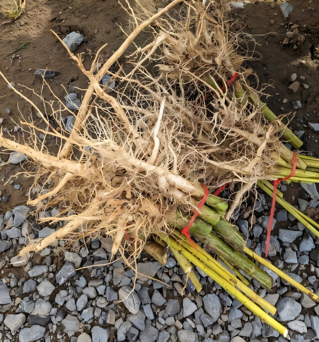 Hemp roots offer new opportunities for farmers and cancer research