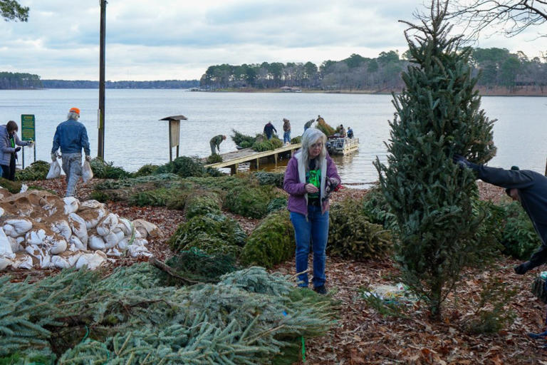 Bossier’s treecycling initiative boosts aquatic ecosystems’ health