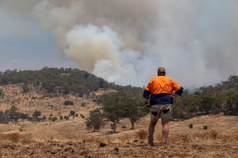 Seven racehorses killed as bushfires devastate renowned racing stables ...