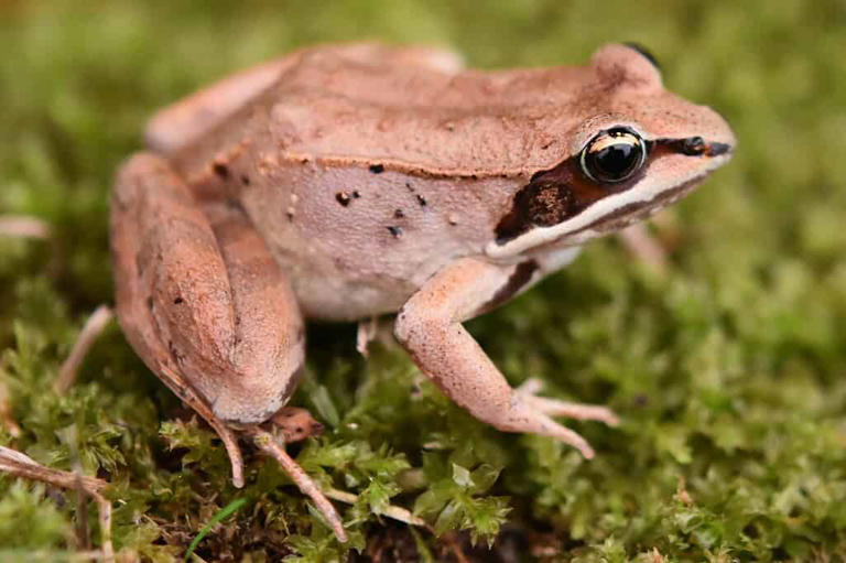 These frogs freeze solid until their hearts stop for months. Scientists ...