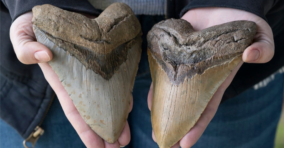 Ancient sea creatures powerful enough to threaten a blue whale