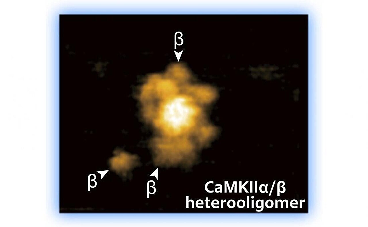 High-speed AFM imaging reveals how brain enzyme forms a dodecameric ...
