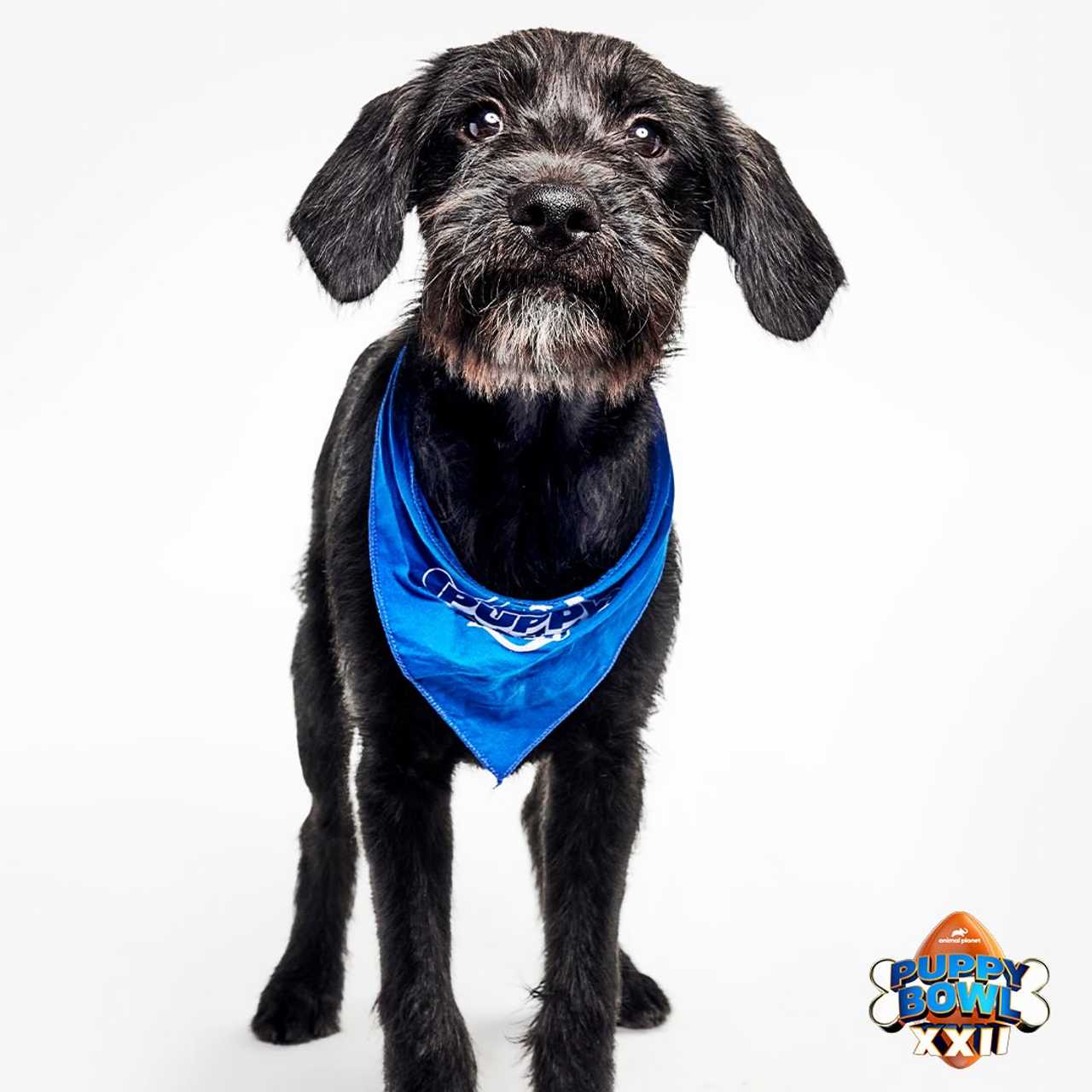 Westchester pup to star in Animal Planet's Puppy Bowl: Here's when to ...