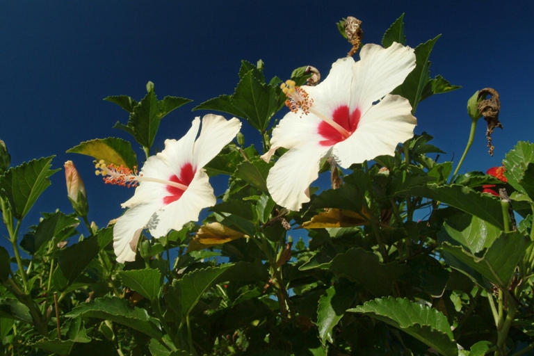 The secrets of the invasive short-spined thrips